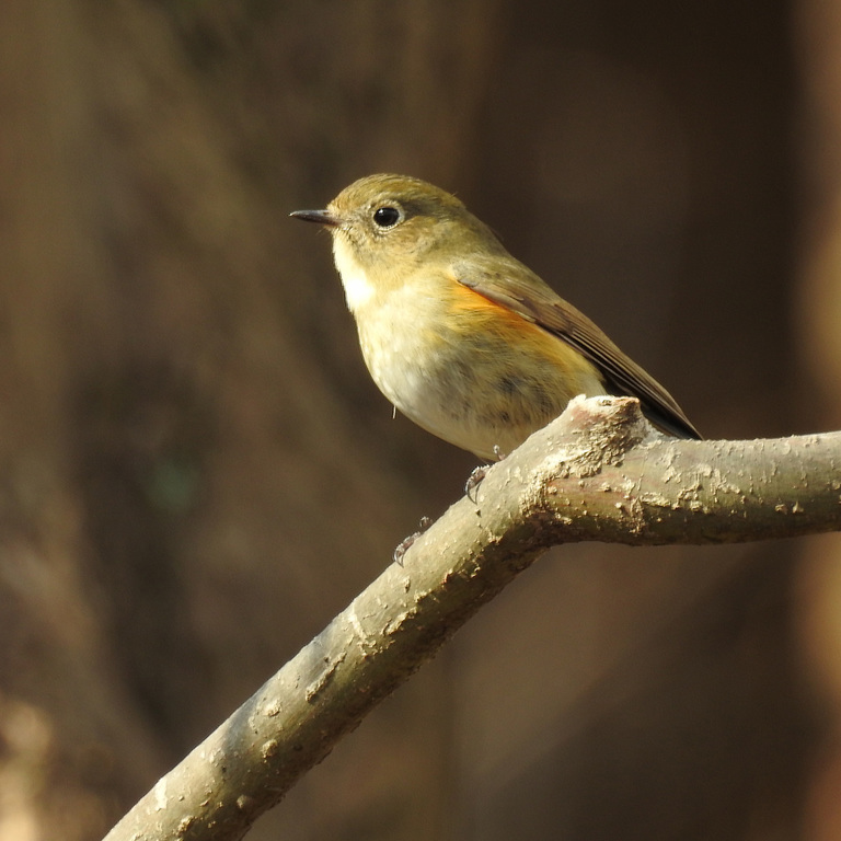 やった！レポ | WILD MIND GO! GO!
